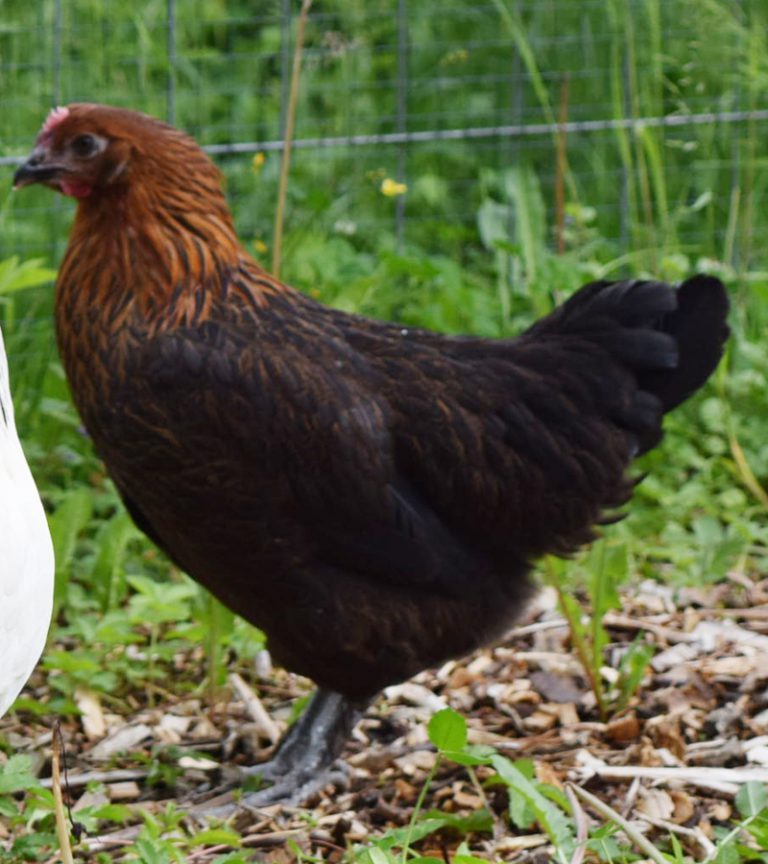 Hennen & Hähne | Geflügel und Futtermittel Zagler